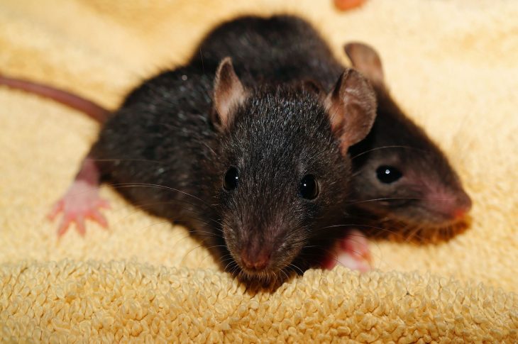 Conseils pour lutter contre l’invasion des rats